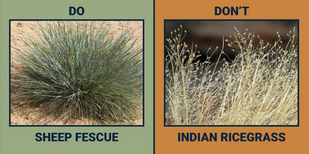 Firewise Design – UPWARD | Architecture and Interiors